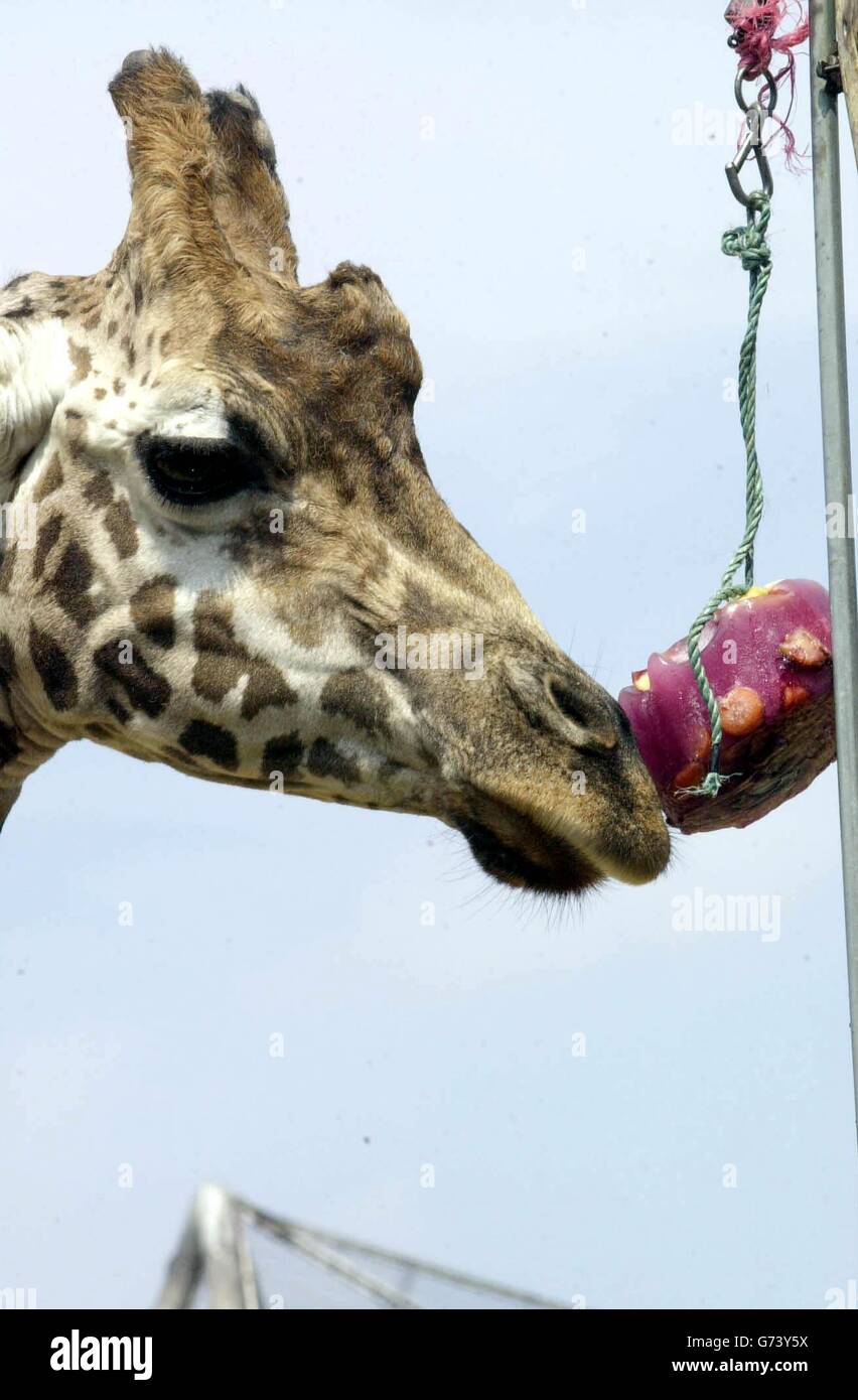 Steffi the giraffe eats an 'Ice Lolly' at London Zoo, to help him cool ...