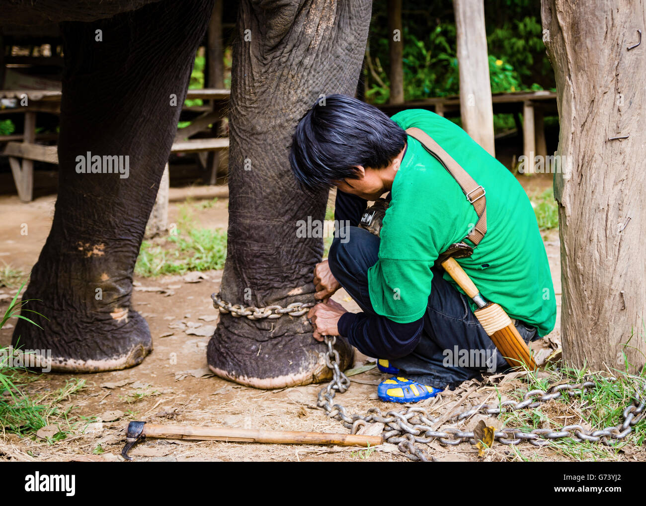 Asian elephant being chained by a mahout, Thailand Stock Photo - Alamy