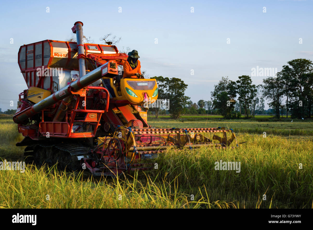 Mechanised rice harvesting, Phichit Thailand Stock Photo - Alamy