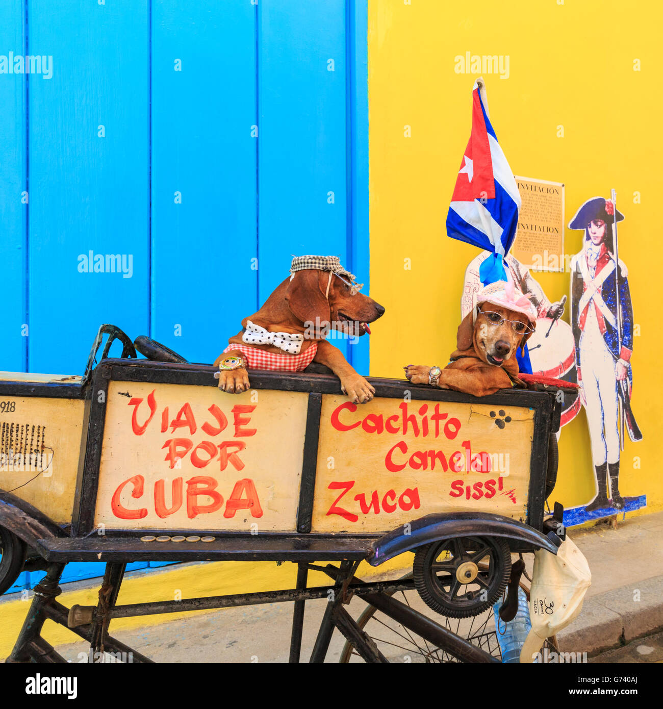 Dressed up dachshund dogs with Cuban flag pose for tourists in a ...