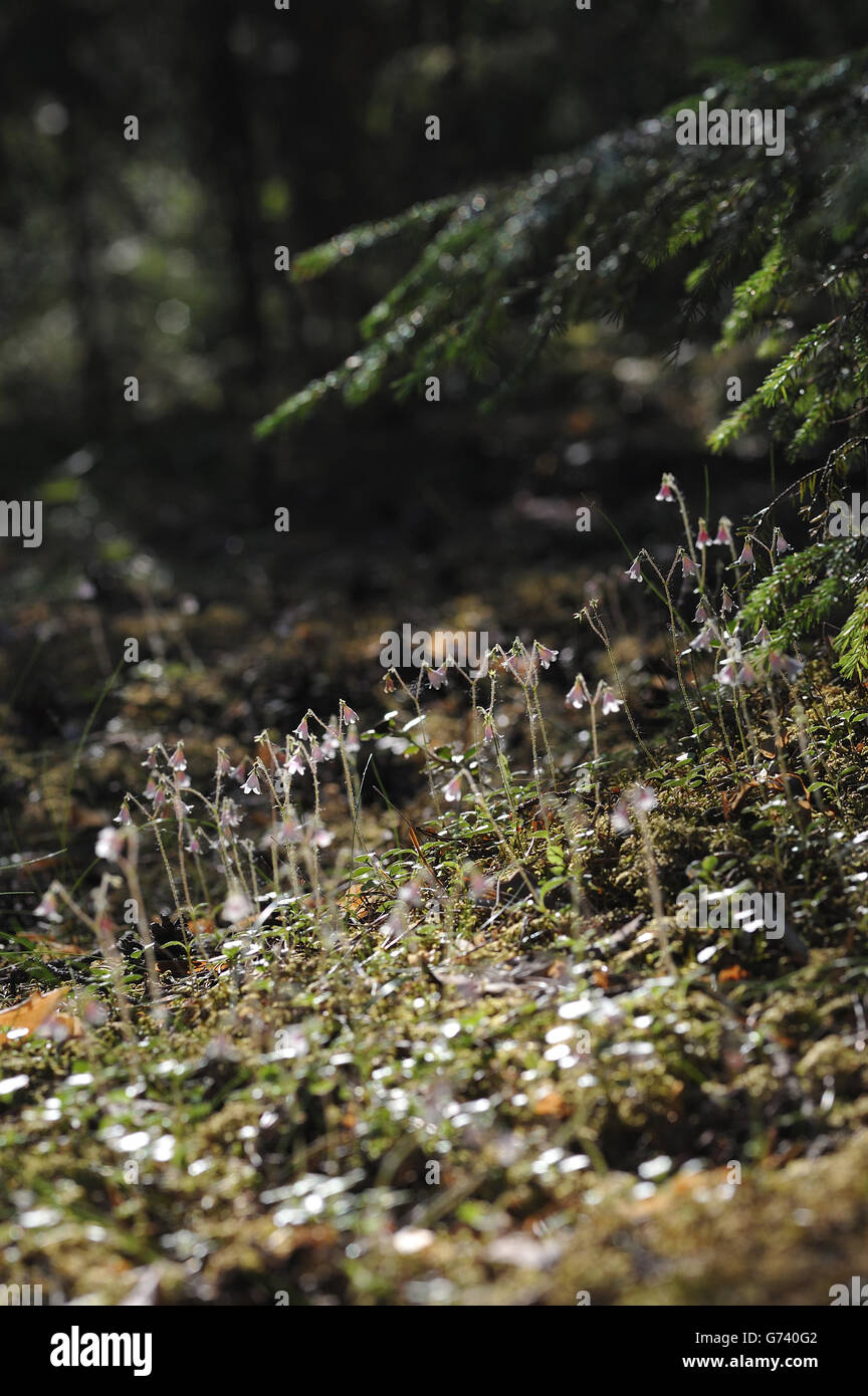 Linnaea borealis hi-res stock photography and images - Alamy