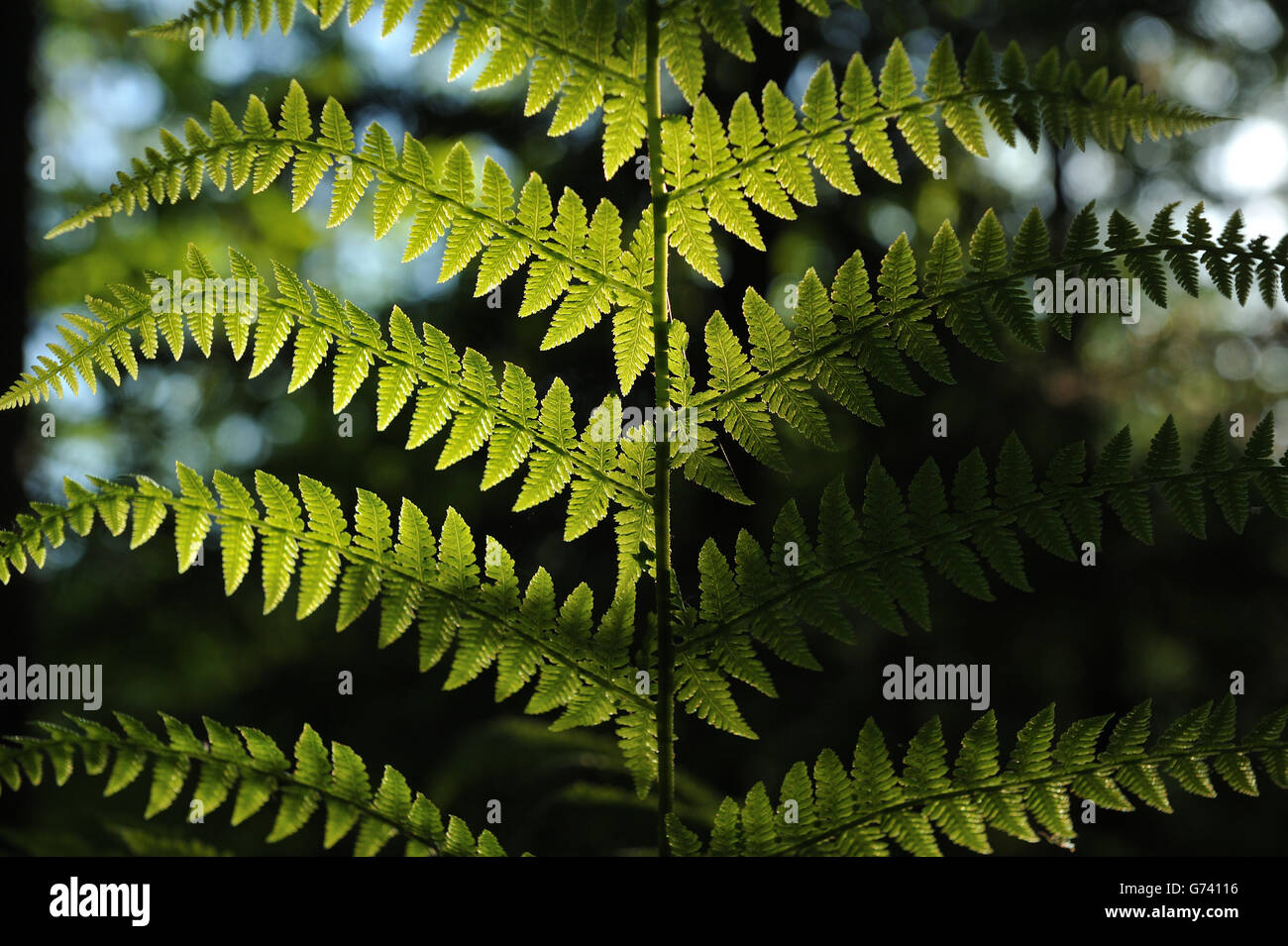 Bush dryopteris filix mas hi-res stock photography and images - Alamy