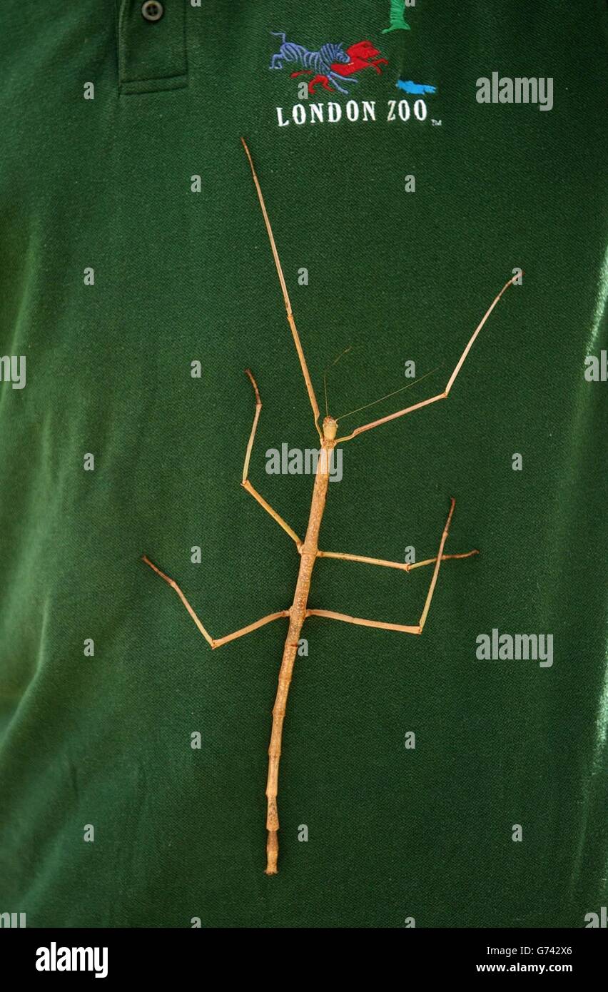 Phoebe, a Malaysian giant stick insect comes out to enjoy the sun at ...