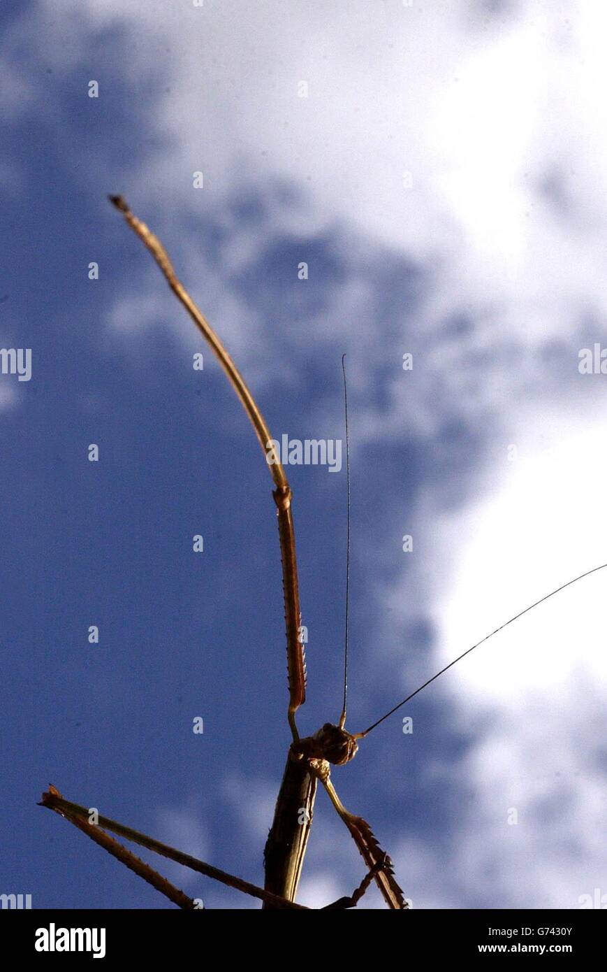 Giant Stick Insect Stock Photo - Alamy