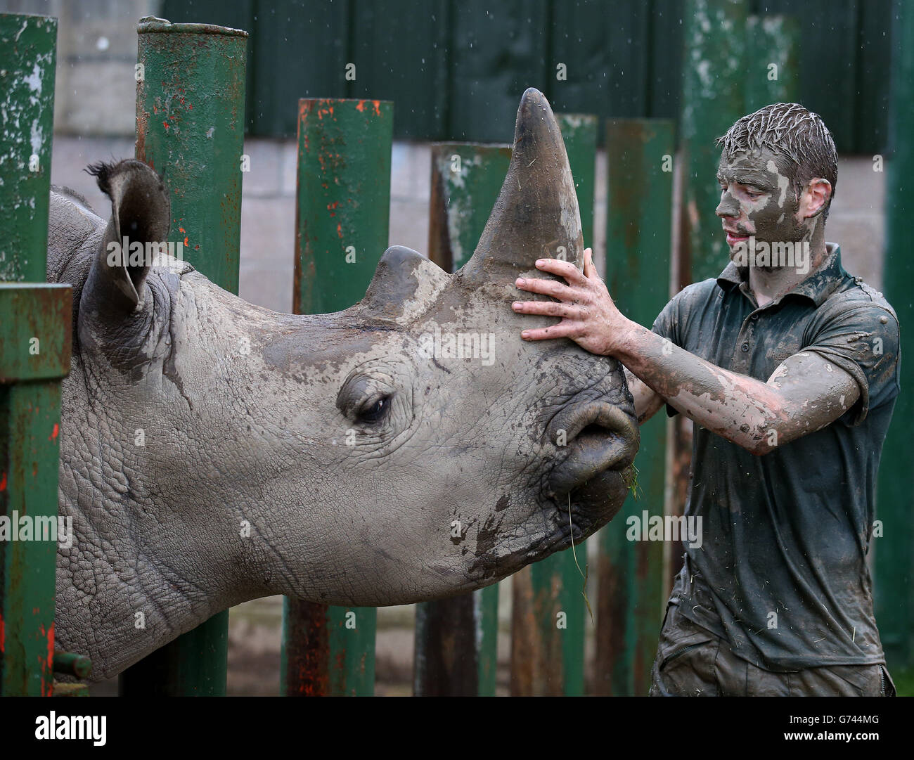 Blair Drummond Safari Park keeper Graeme Alexander with Angus the rhino ...