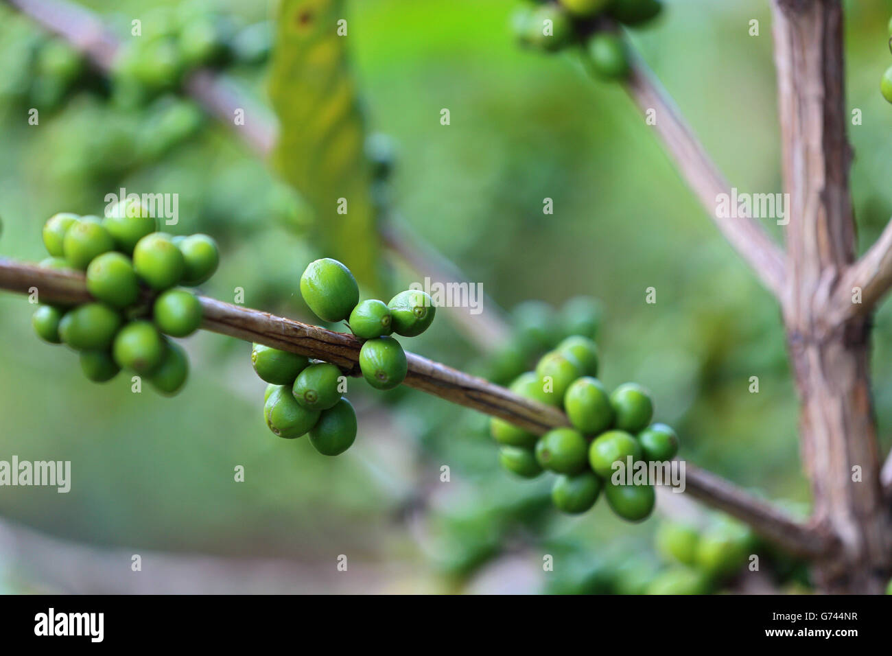 Coffee fruits images hi-res stock photography and images - Alamy