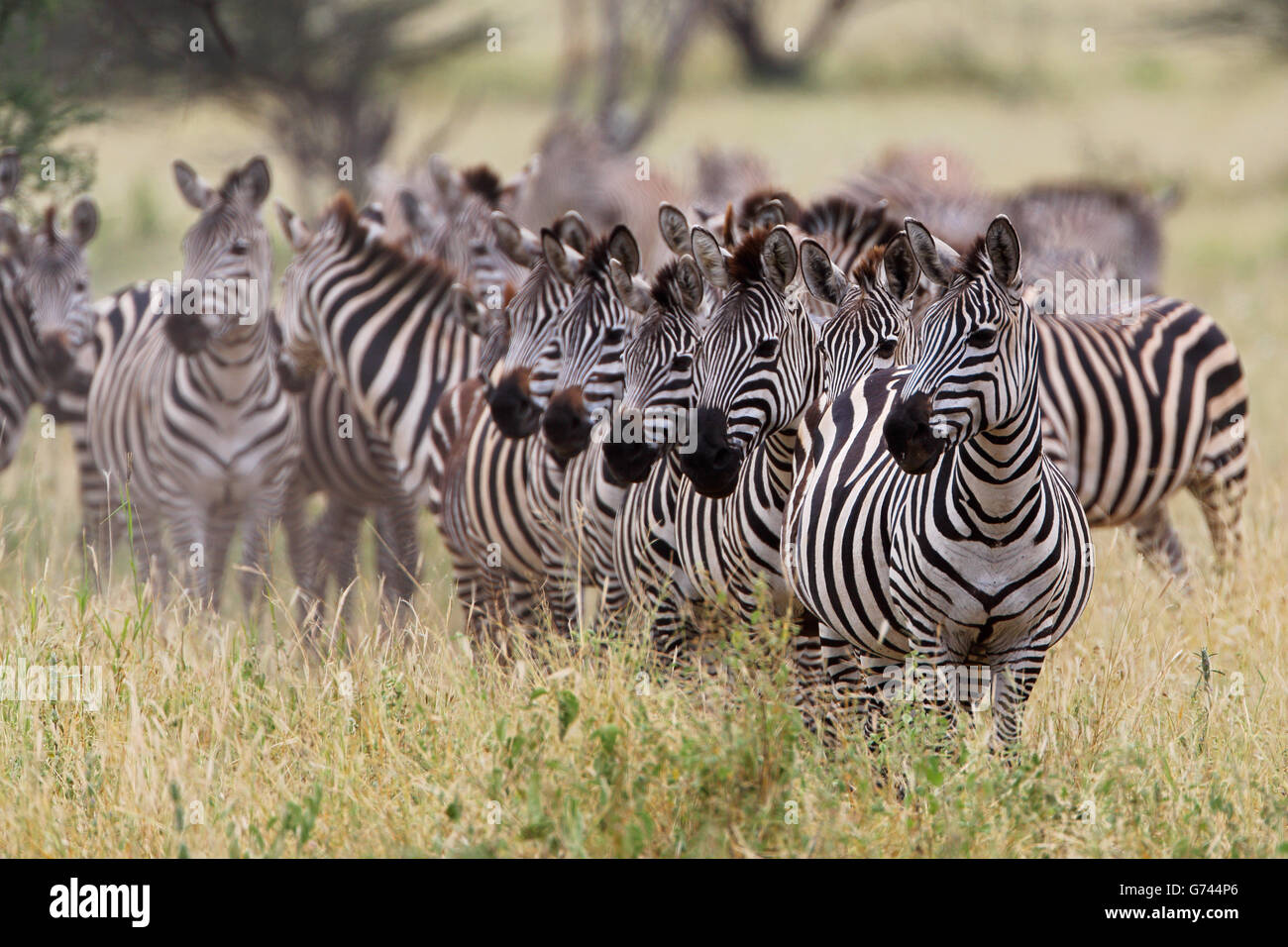 Common Zebras, Serengeti, Tanzania, Zebra Stock Photo - Alamy