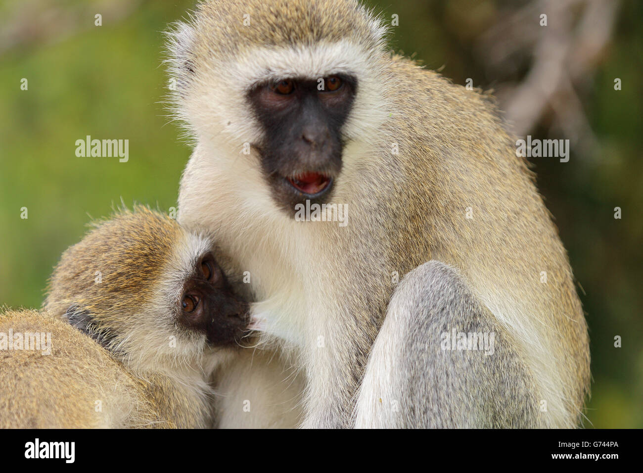 black-faced vervet monkey, Tanzania, (Cercopithecus pygerythrus Stock ...