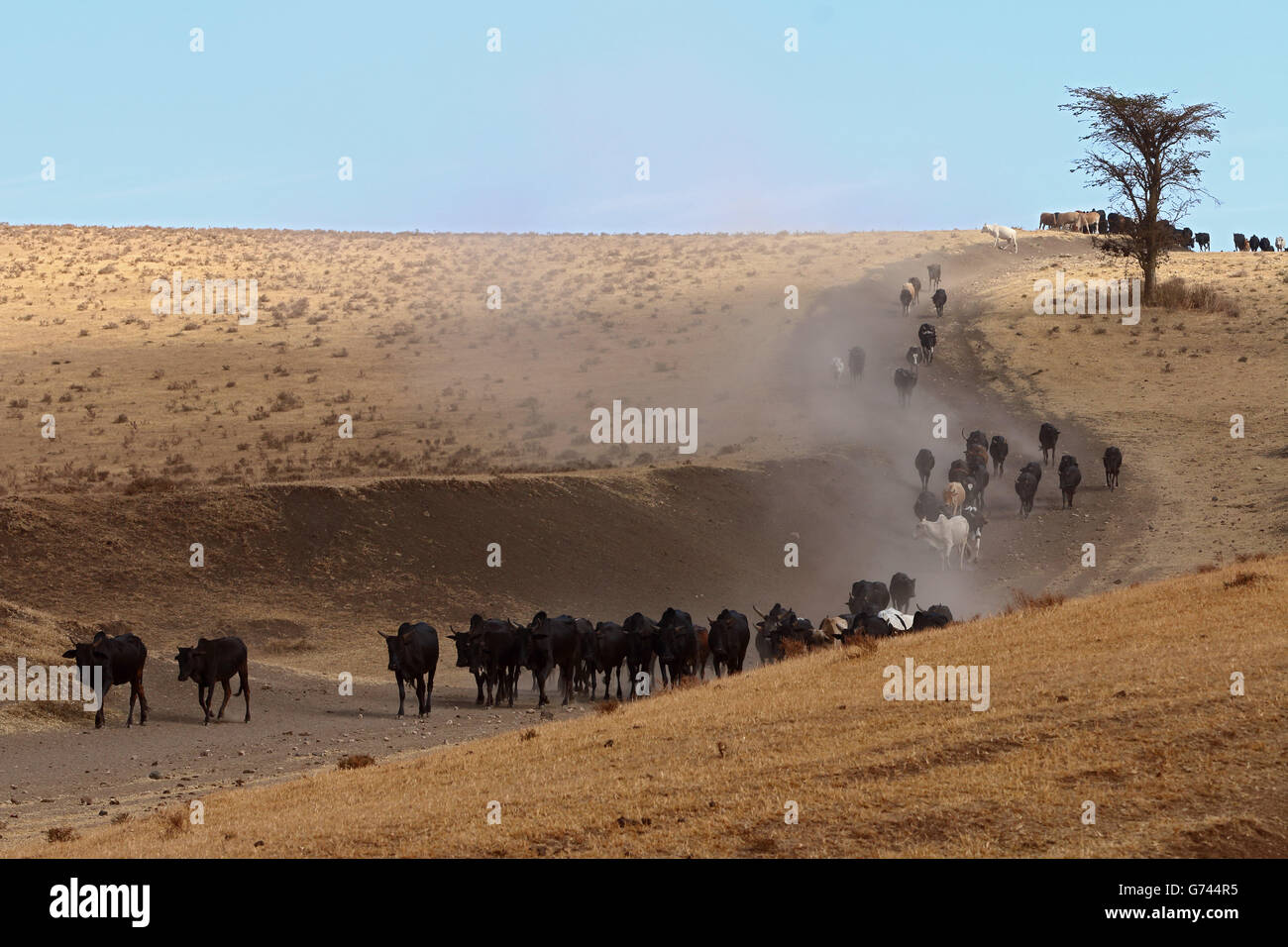 Domestic Cattle, Tanzania Stock Photo - Alamy