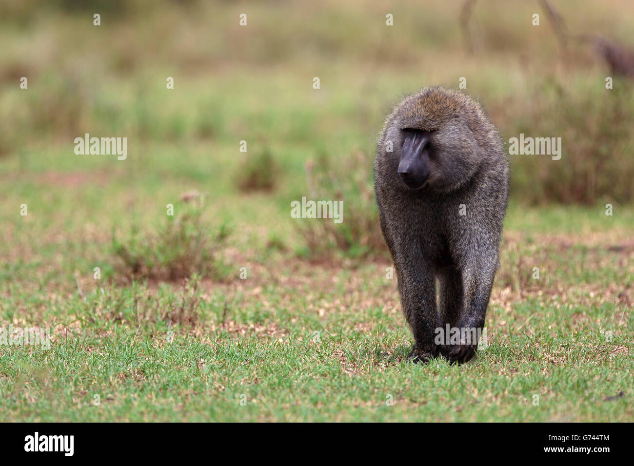 Papio cynocephalus hi-res stock photography and images - Alamy