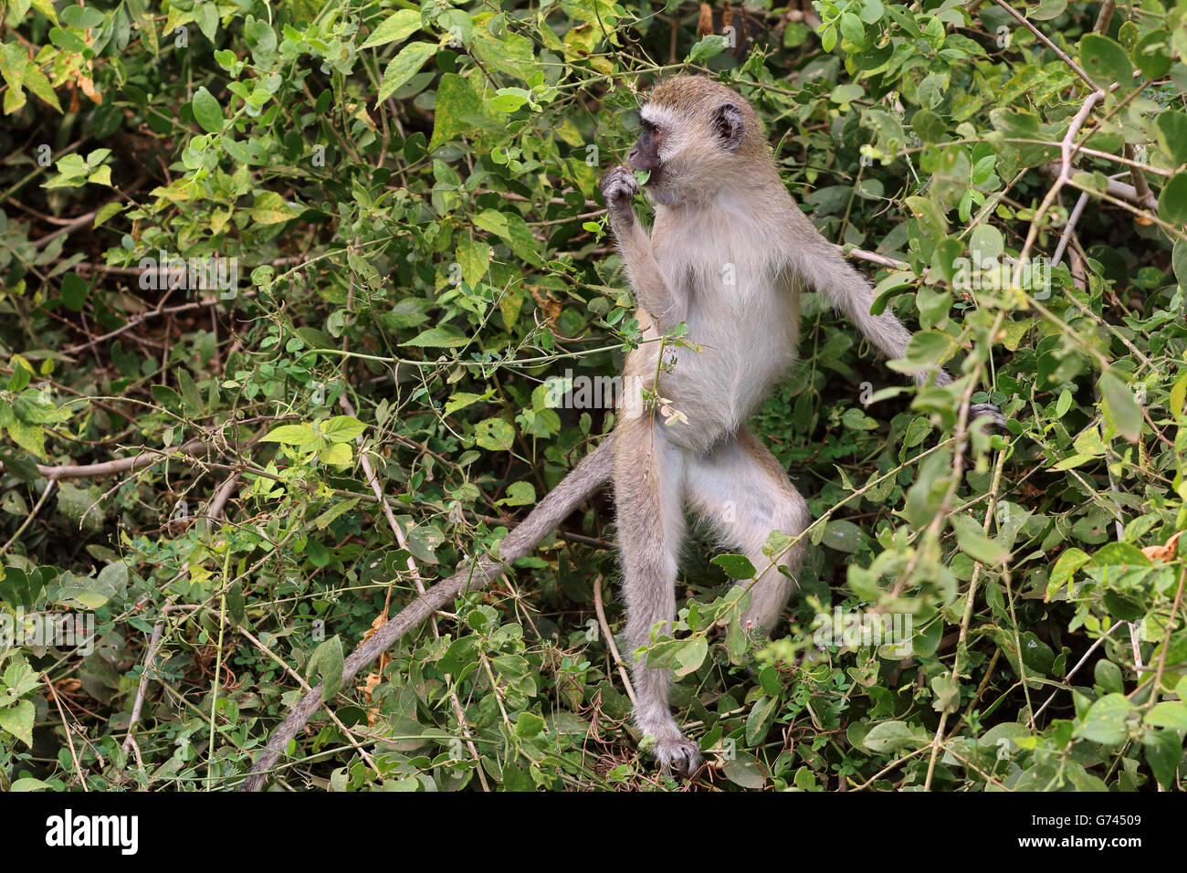 black-faced vervet monkey, Tanzania, (Cercopithecus pygerythrus Stock ...