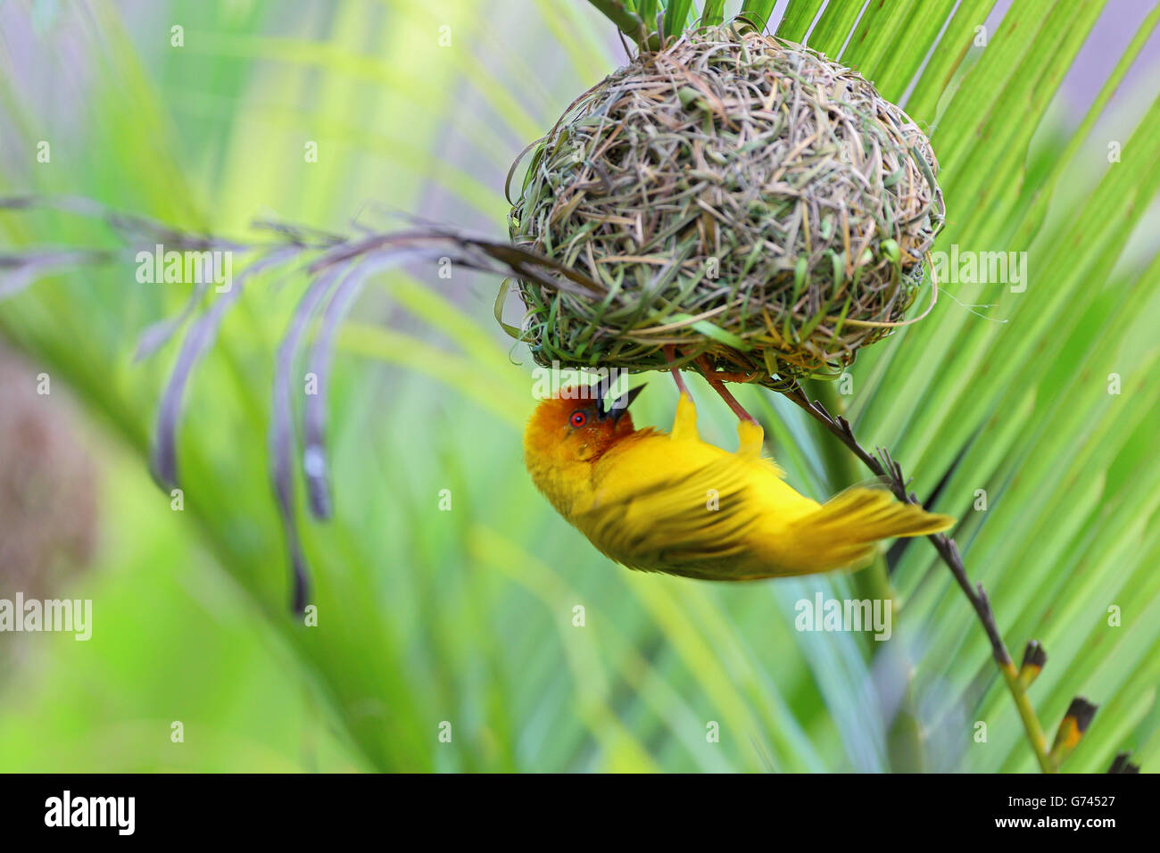 African golden-weaver, Sanzibar, Tanzania, Africa (Ploceus subaureus ...