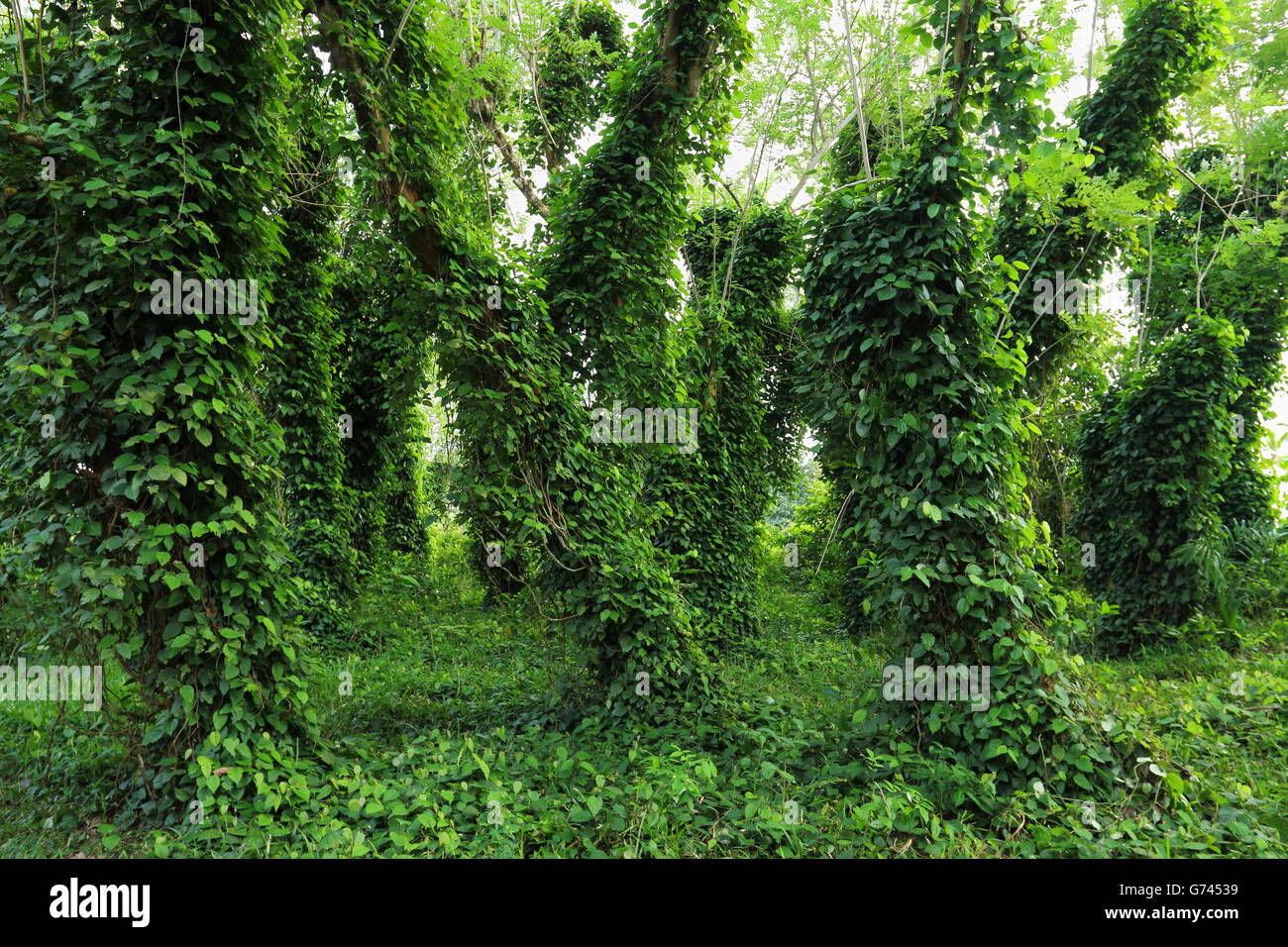 pepper plant, Sanzibar, Tanzania, Africa (Piper nigrum Stock Photo - Alamy