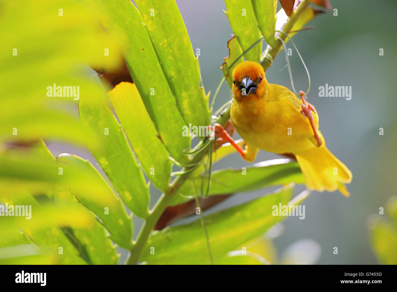 African golden-weaver, Sanzibar, Tanzania, Africa (Ploceus subaureus ...