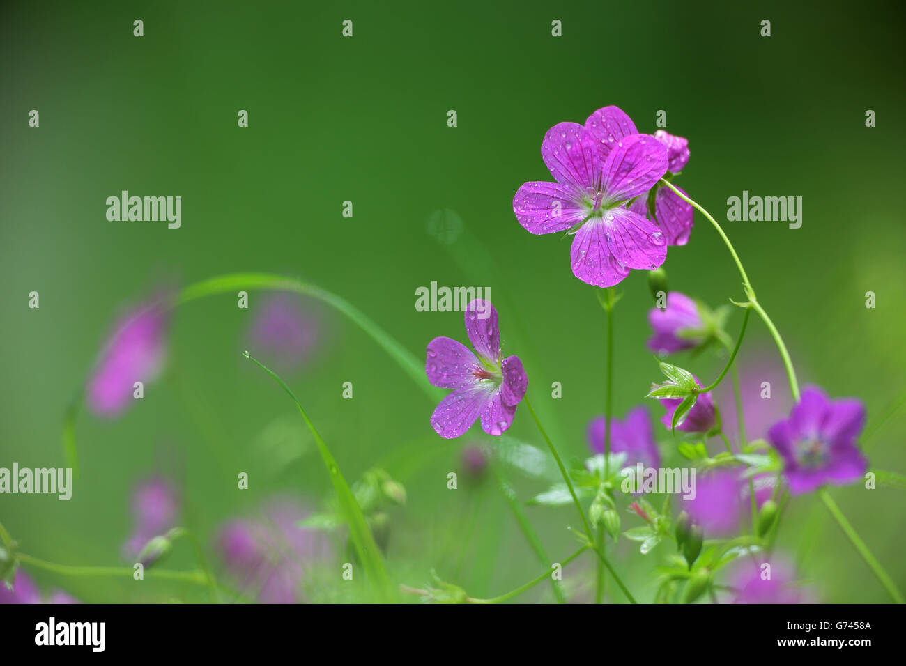 marsh cranebill, Germany (Geranium palustre Stock Photo - Alamy