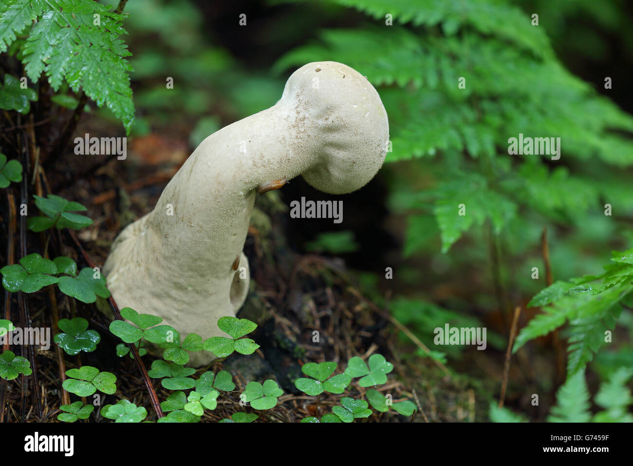 yellow stainer (Agaricus xanthodermus Stock Photo - Alamy