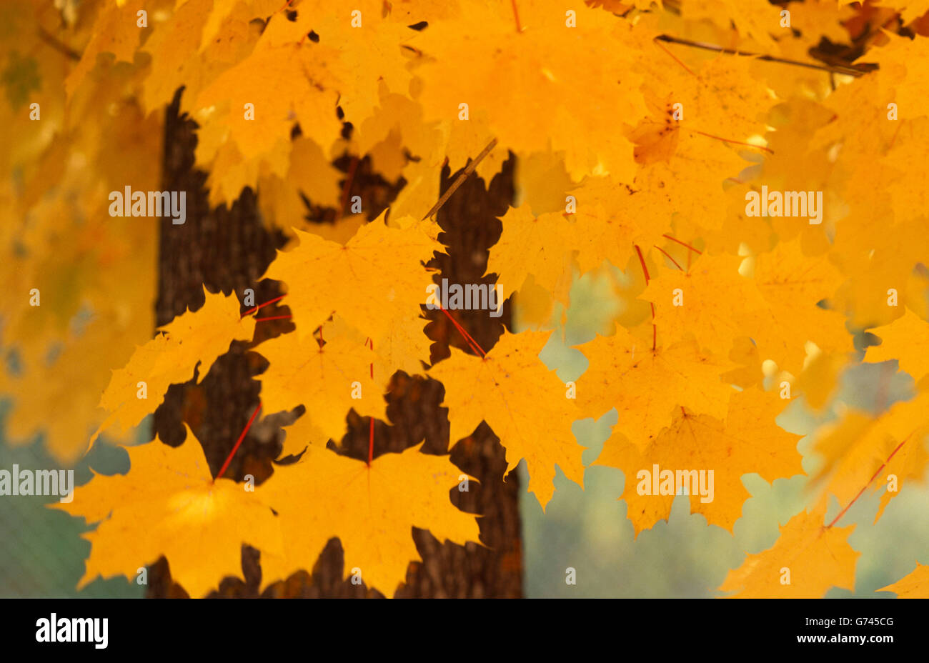 Norway Maple, leaves in autumn, Tyrol, Austria / (Acer platanoides ...