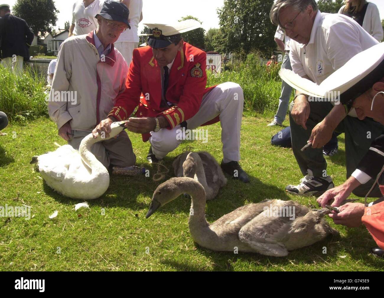 The annual census of swans gets underway on the River Thames, London ...