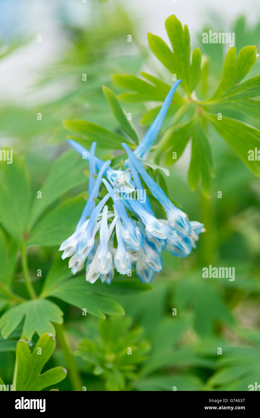 Corydalis flexuosa x elata 'Craigton Blue' flower Stock Photo - Alamy