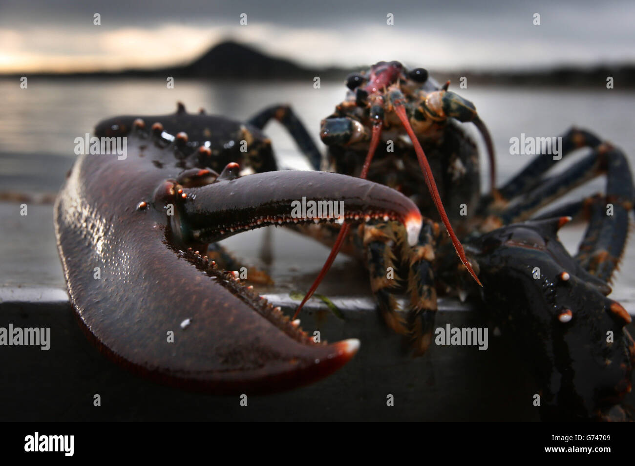 A lobster, as Scottish inshore fishermen work off the east coast of ...