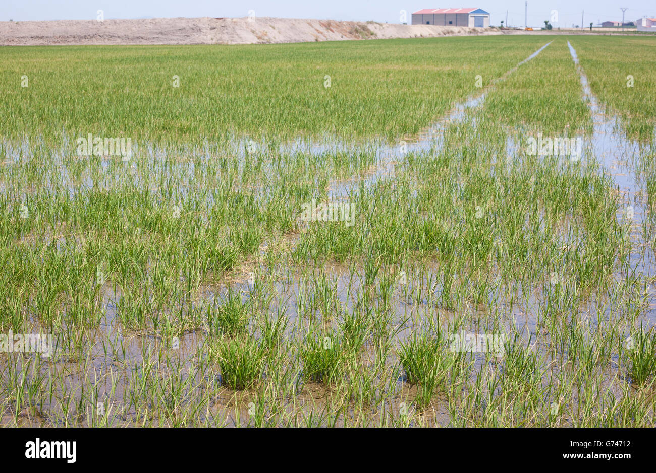 Young rice are growing in paddy fields, Vegas Altas del Guadiana, Spain ...