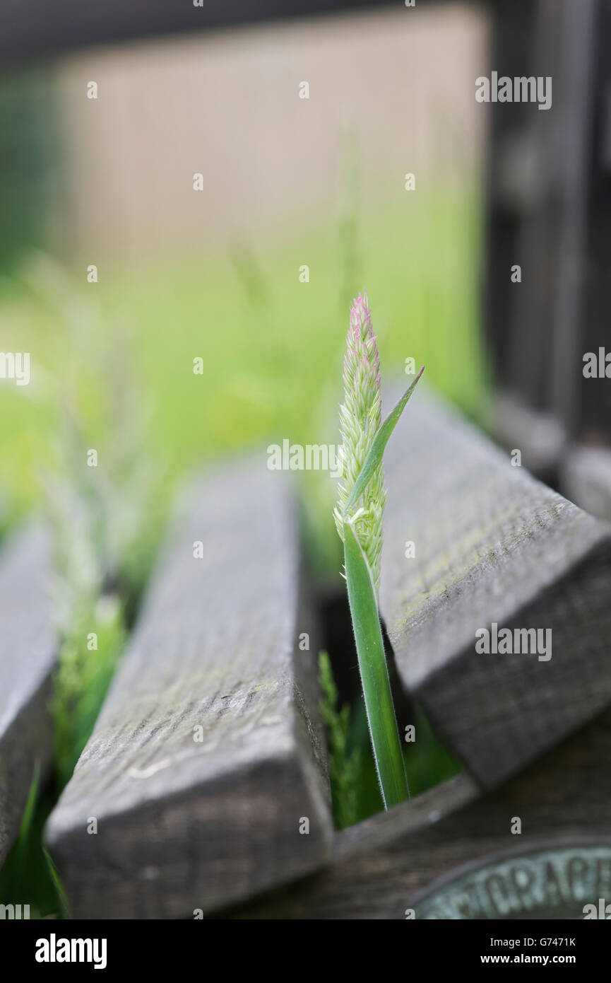 Stem grass hi-res stock photography and images - Alamy