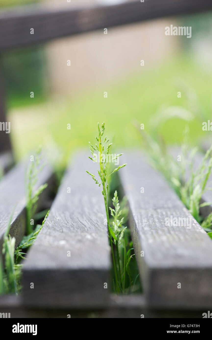 Grass stem growing through a wooden garden bench. UK Stock Photo - Alamy
