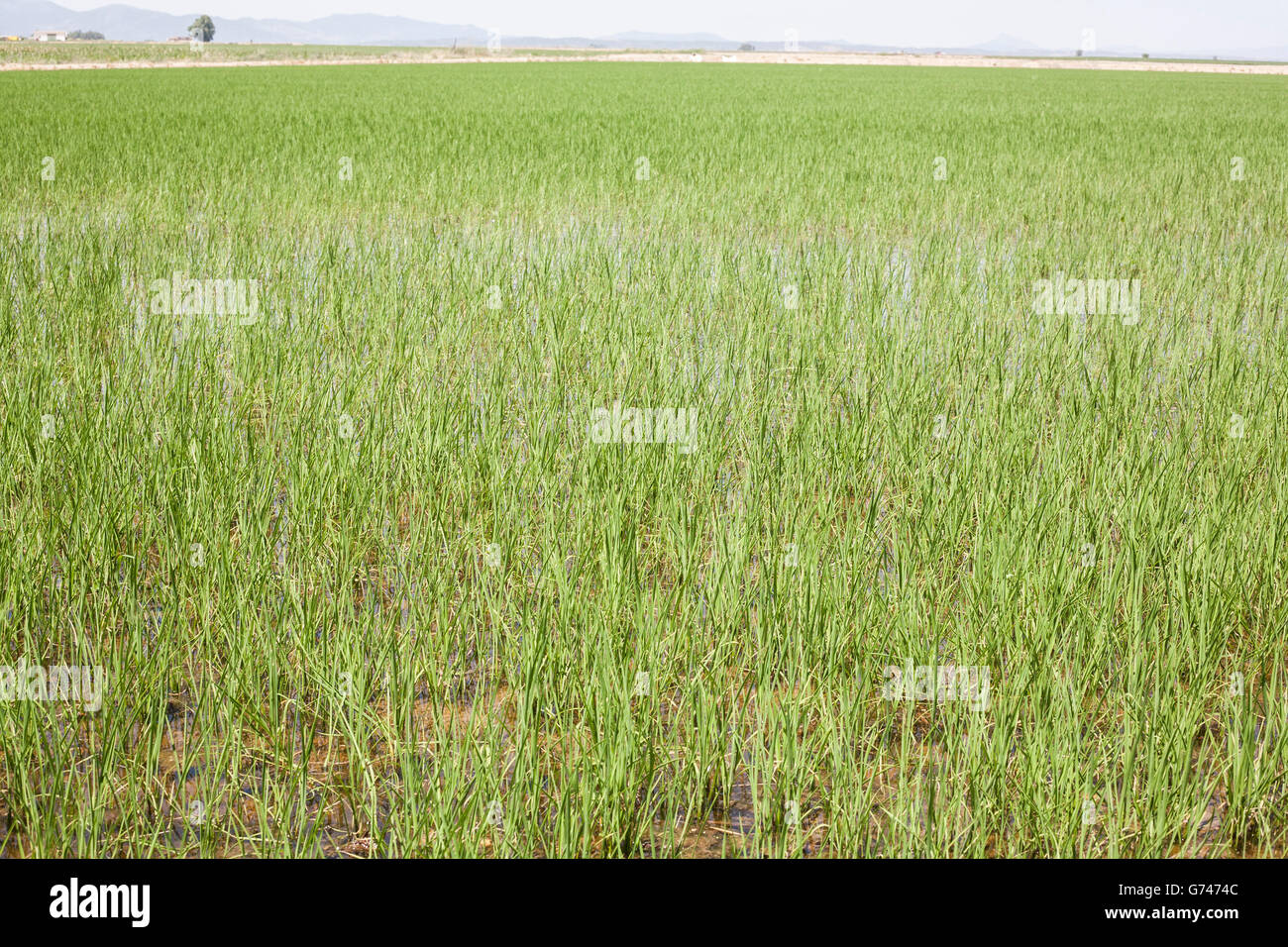 Rice fields in spain hi-res stock photography and images - Alamy