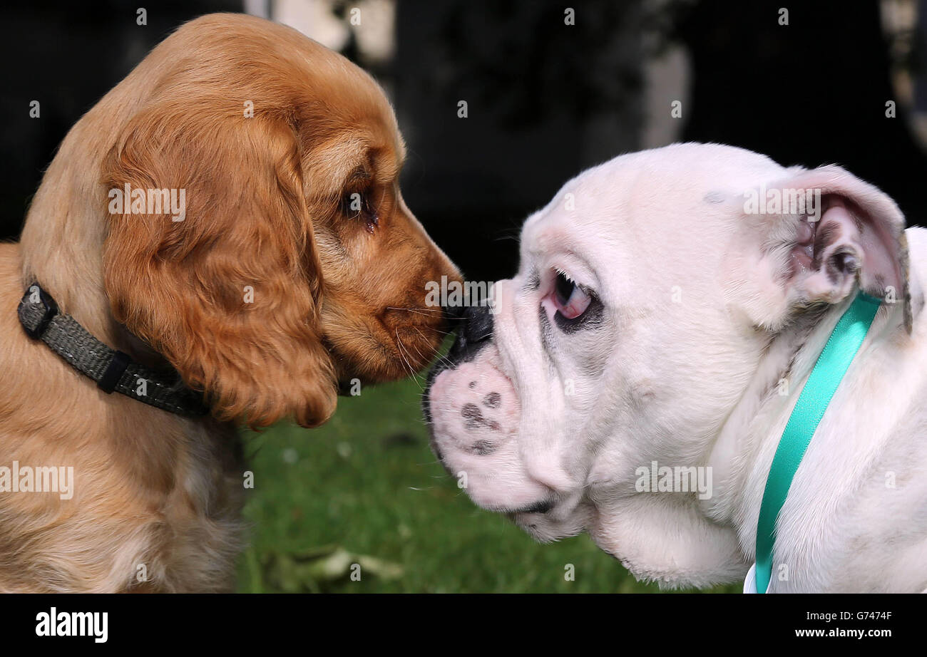 Cocker spaniel westminster hi-res stock photography and images - Alamy