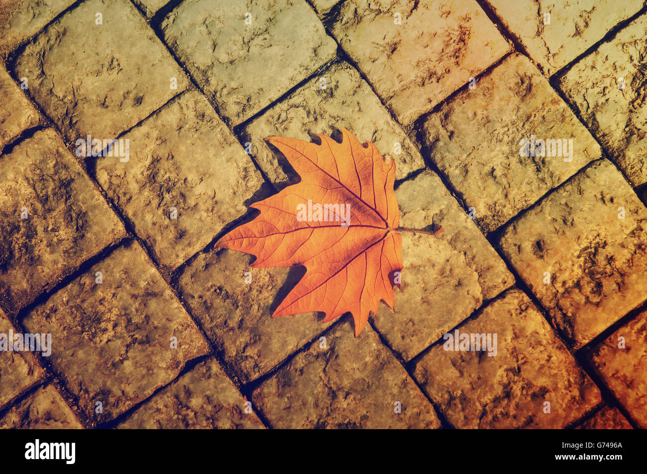 Single leaf on floor road hi-res stock photography and images - Alamy