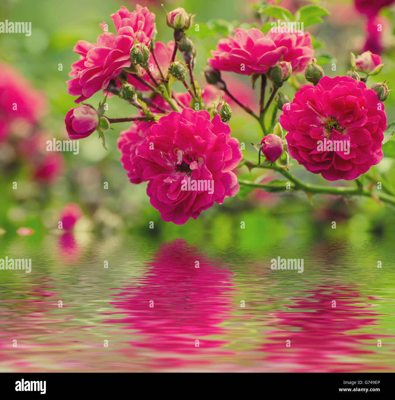 Red roses garden Stock Photo - Alamy