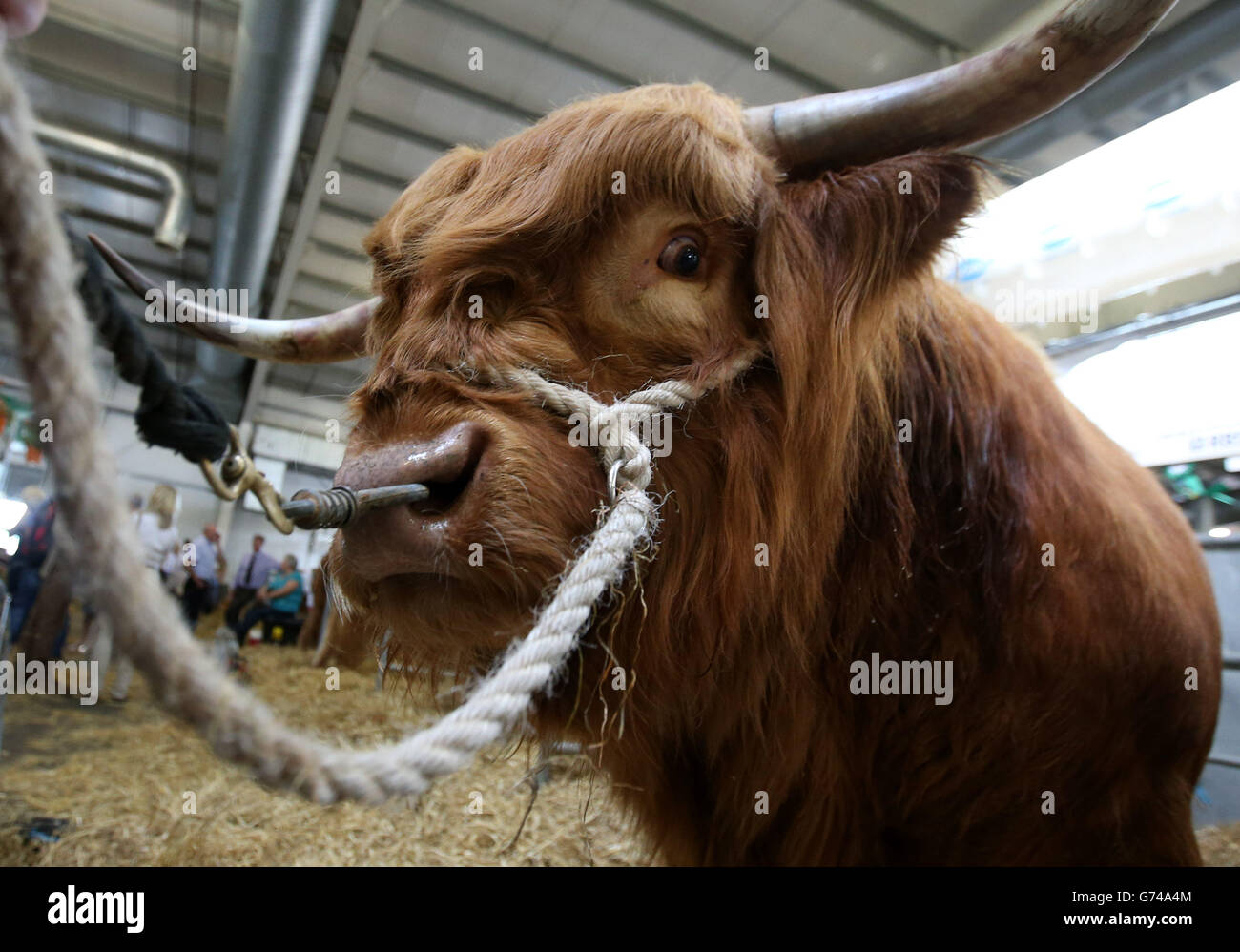 Ruaridh of Ubhaidh, the Highland bull owned by the Balmoral Estate ...