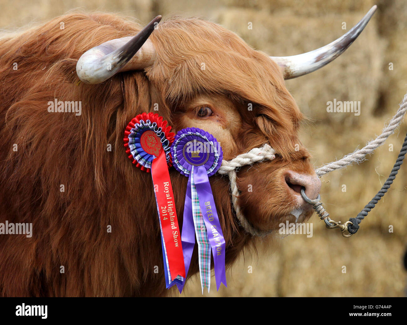 Ruaridh of Ubhaidh, the Highland bull owned by the Balmoral Estate ...
