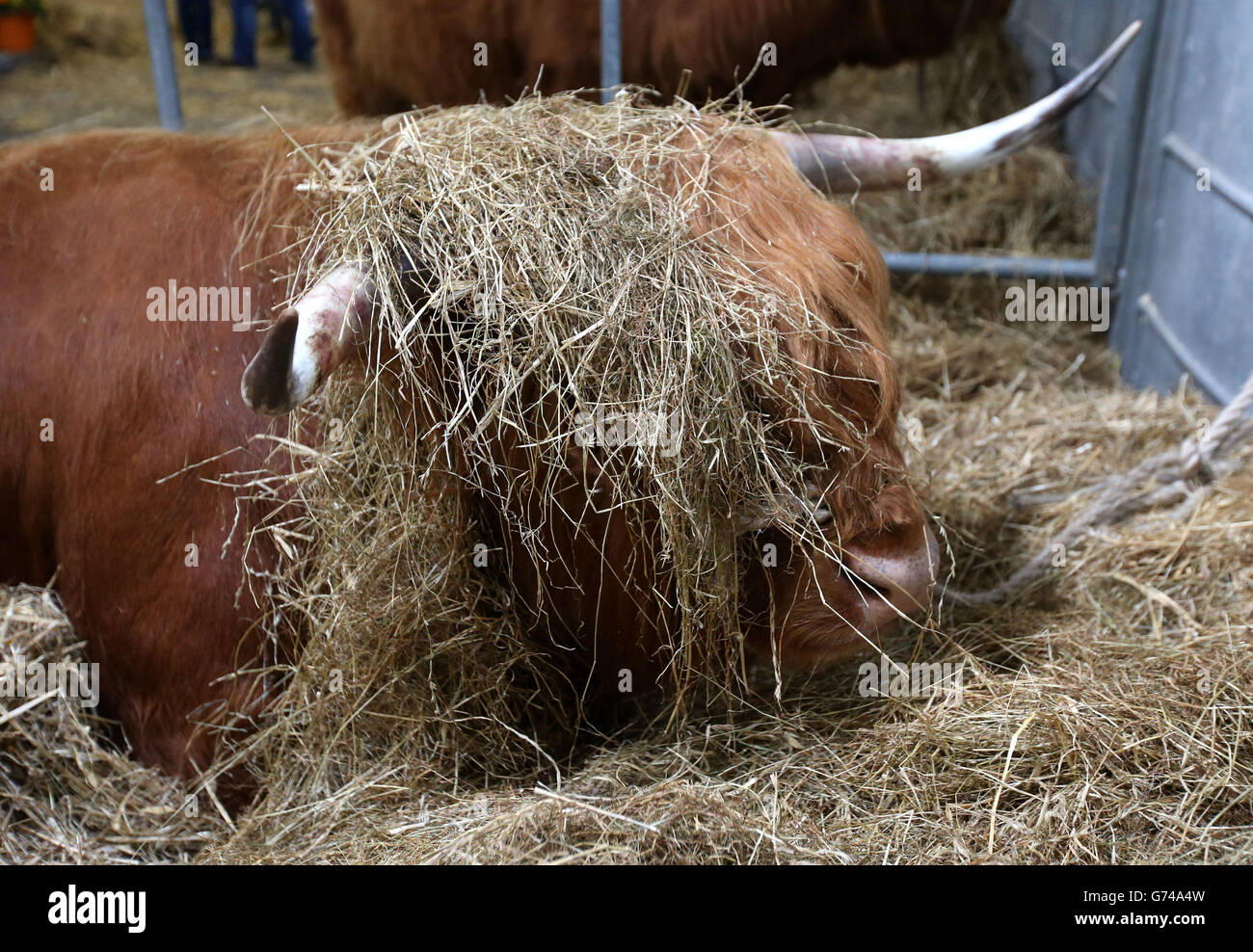 Ruaridh of Ubhaidh, the Highland bull owned by the Balmoral Estate ...
