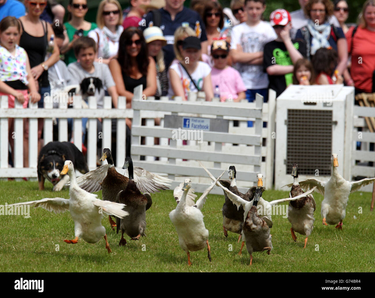 Royal Highland Show in Edinburgh Stock Photo - Alamy