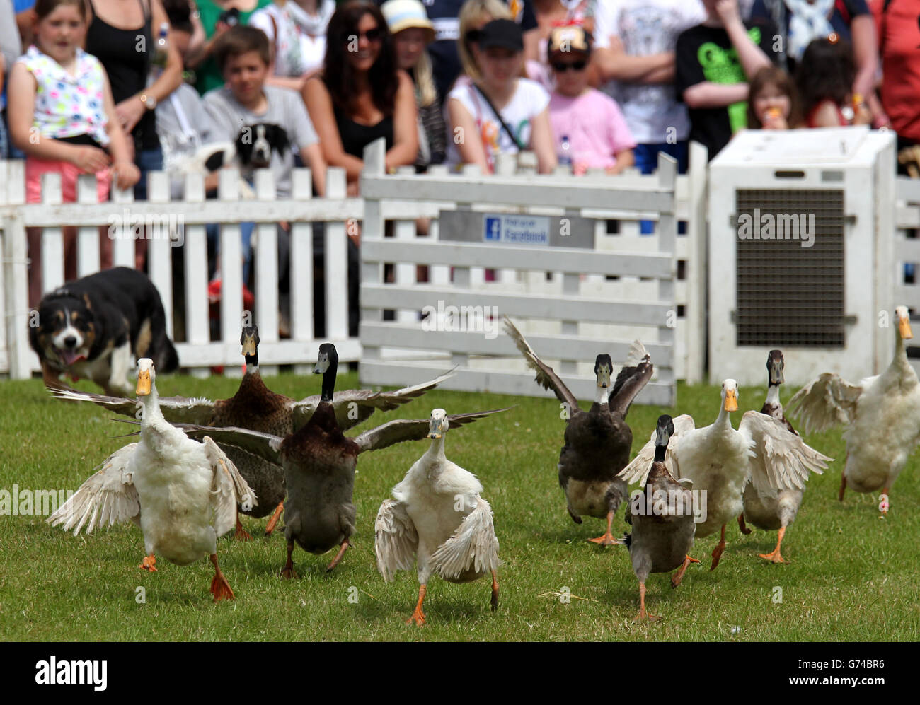A sheep dog rounds up ducks during a demonstration by the 'Drakes of ...