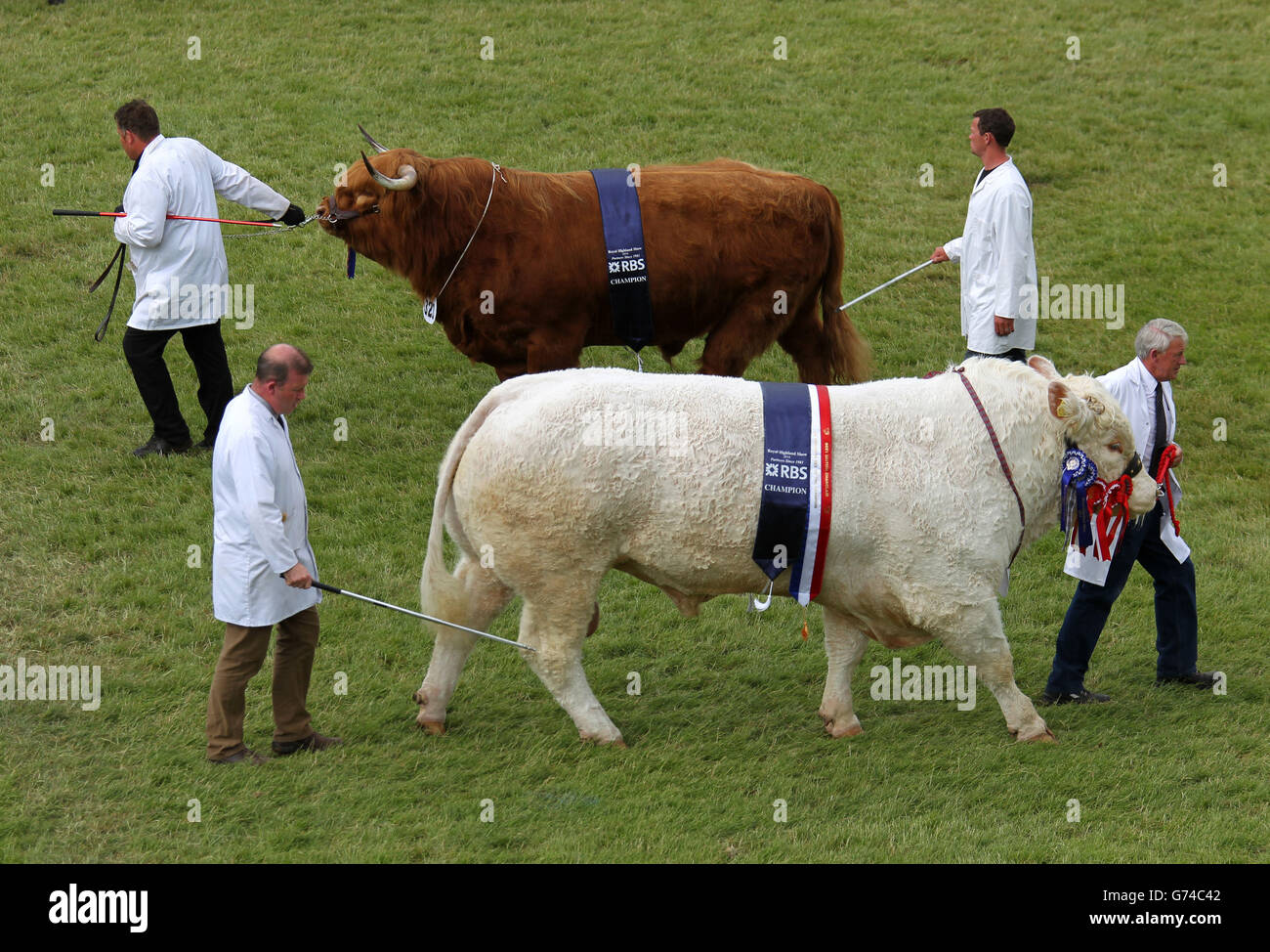 Prize winning cattle hi-res stock photography and images - Alamy