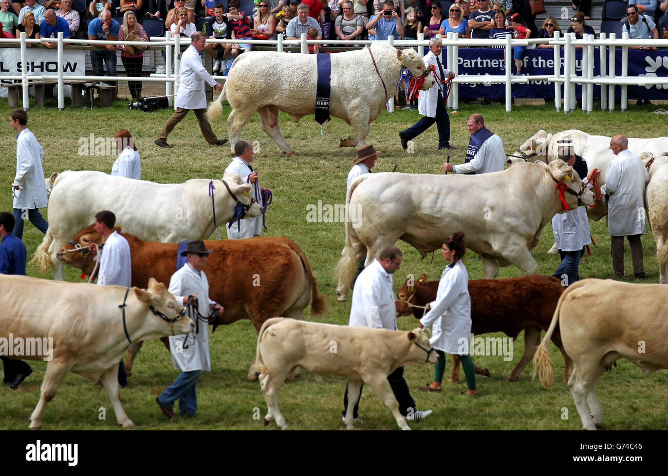 Royal Highland Show Highland Cattle High Resolution Stock Photography ...