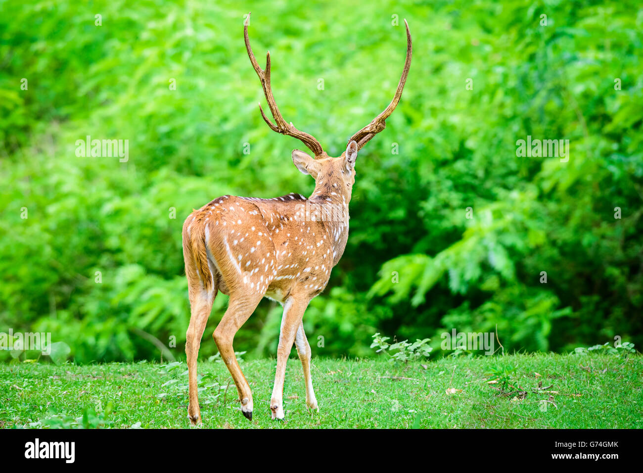Protected animal, Indian Spotted Deer, Axis axis, local name Chital or ...