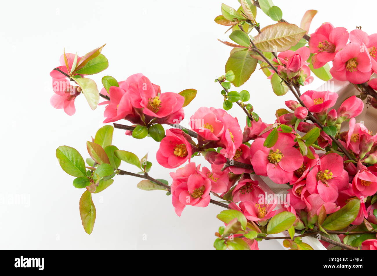 Japanese rose hi-res stock photography and images - Alamy