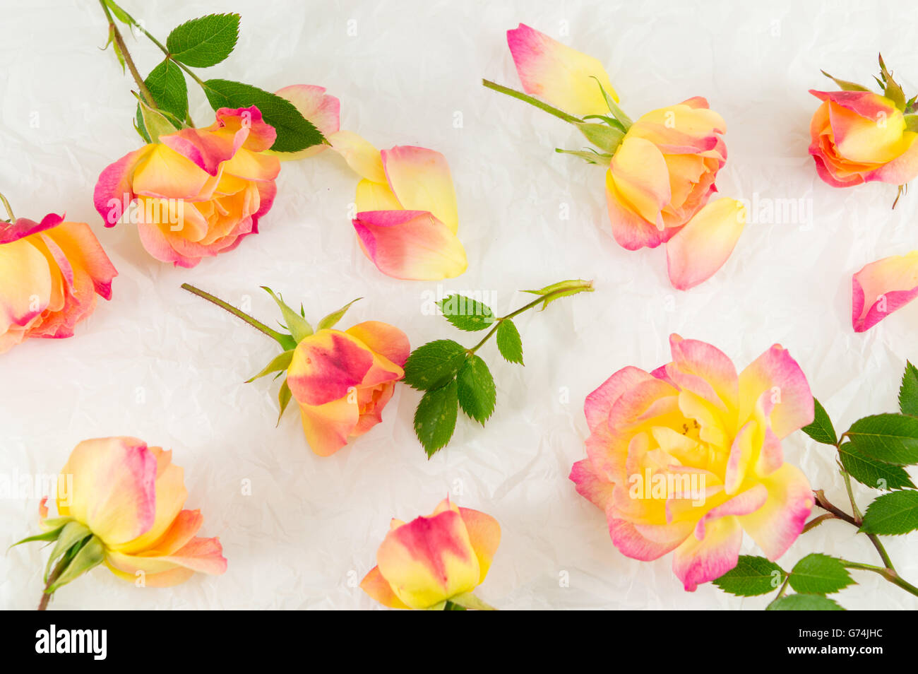 Red and yellow fresh roses on white background Stock Photo - Alamy