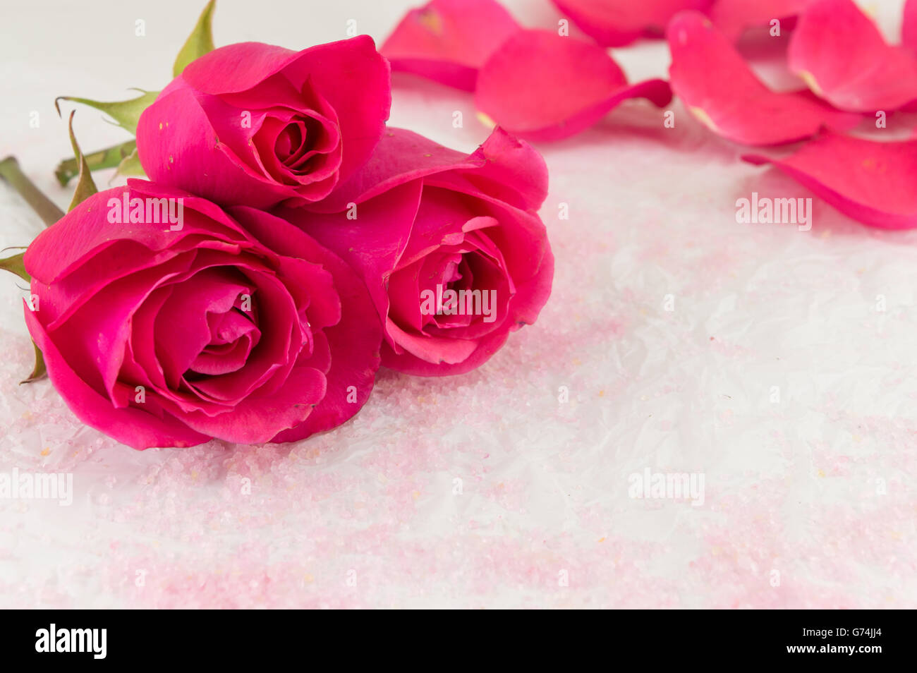 Roses pink rose hi-res stock photography and images - Alamy