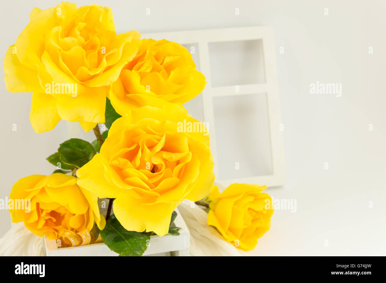 Yellow white rose hi-res stock photography and images - Alamy