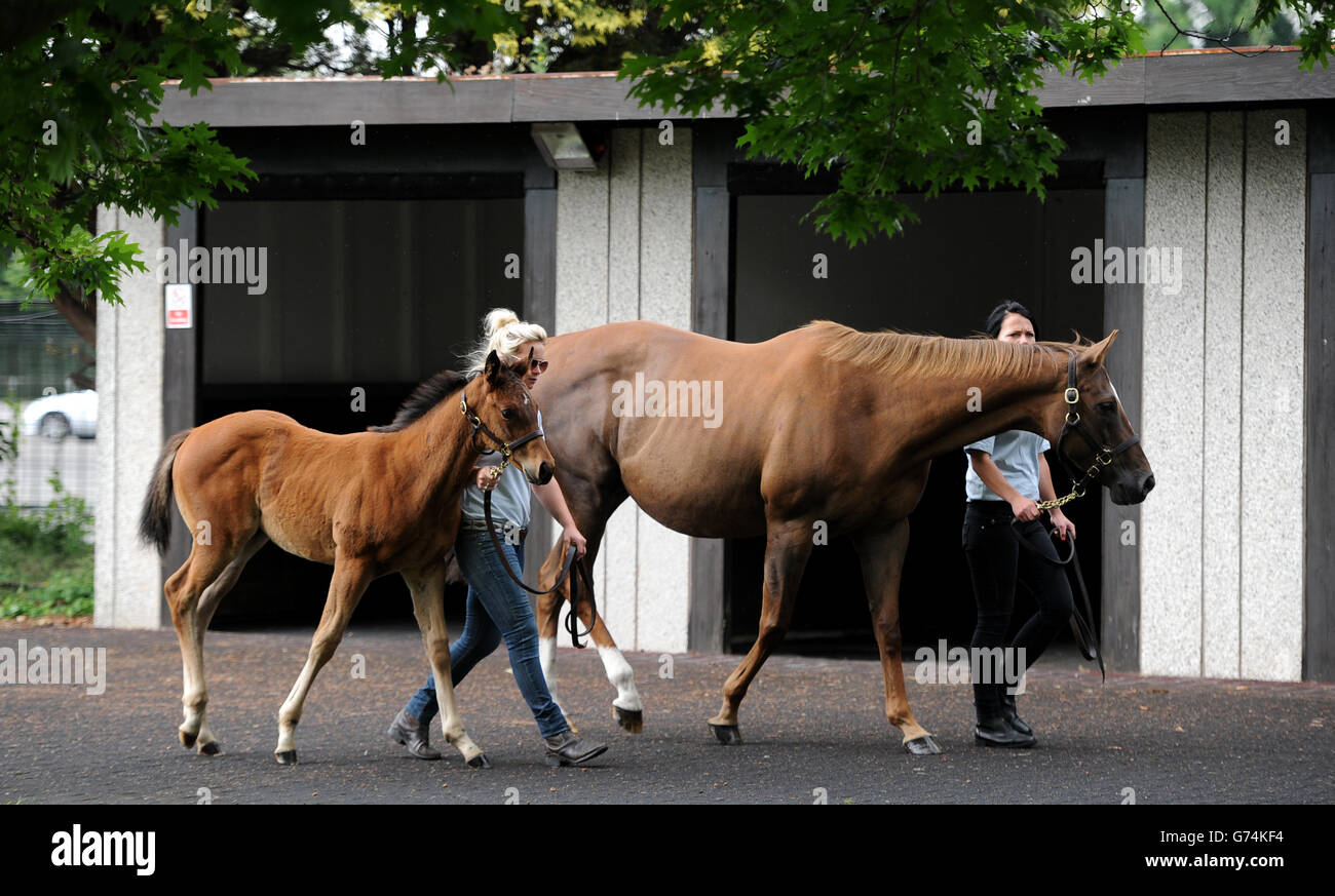 Crystal gaze hi-res stock photography and images - Alamy