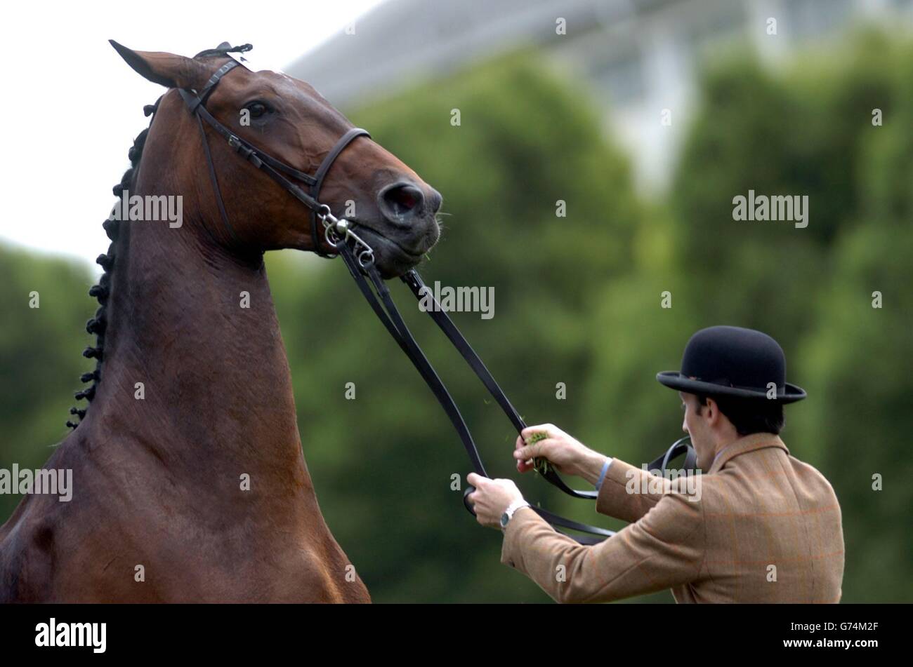 A entrant for the Heavyweight Hunters category rears up during judging ...