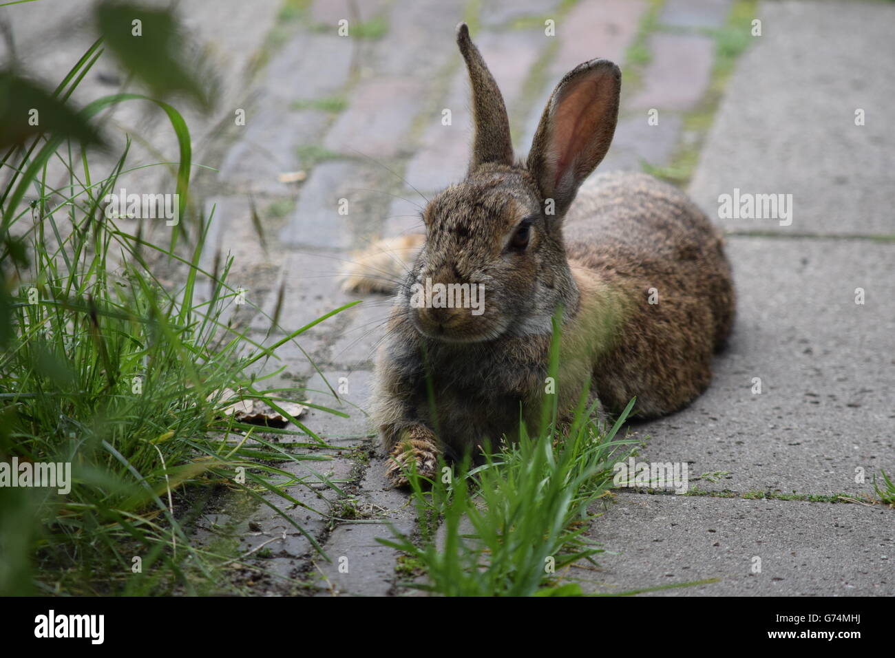 rabbit resting on the pathway Stock Photo - Alamy