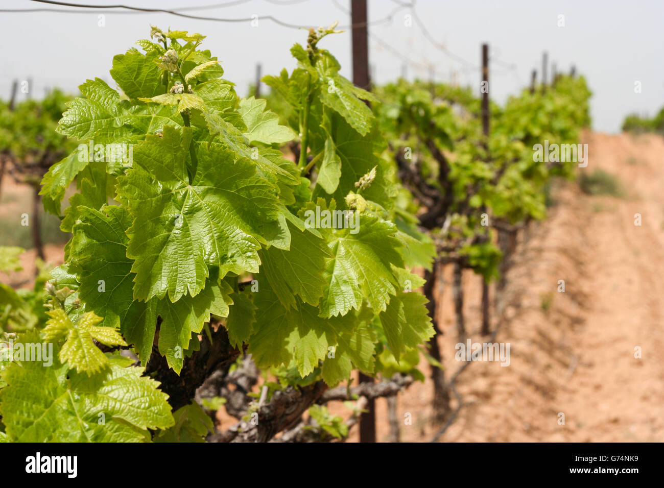 Single vine hi-res stock photography and images - Alamy
