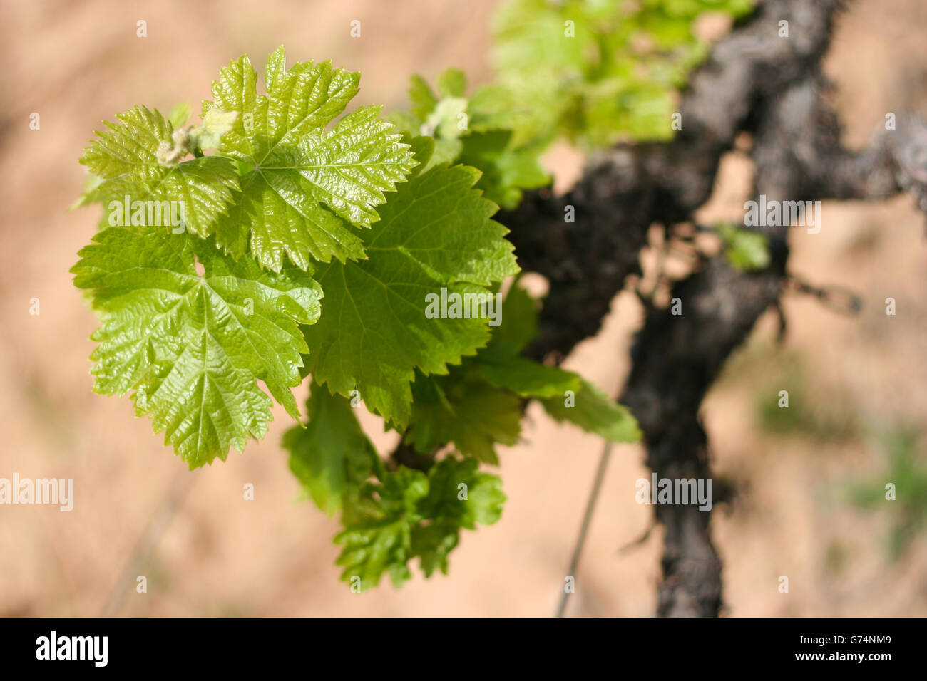 Single vine branch Stock Photo - Alamy
