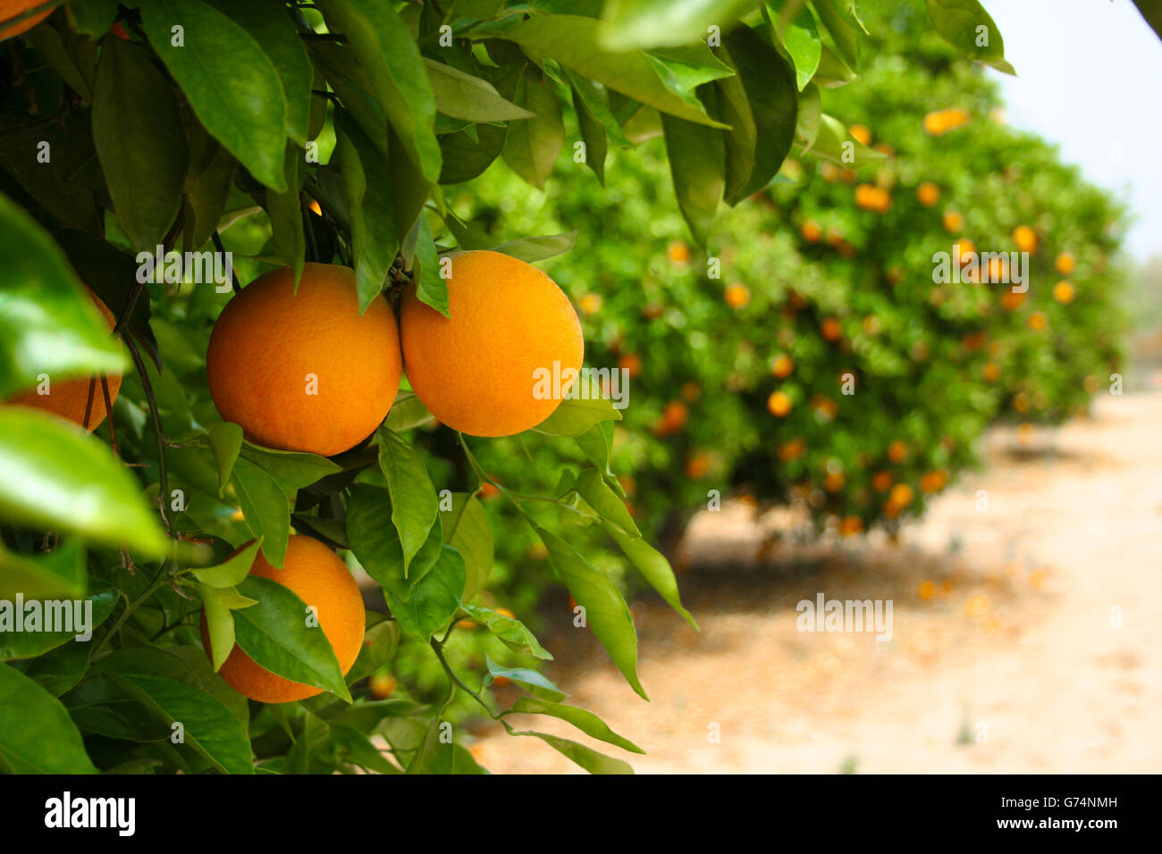 Orange tree hi-res stock photography and images - Alamy