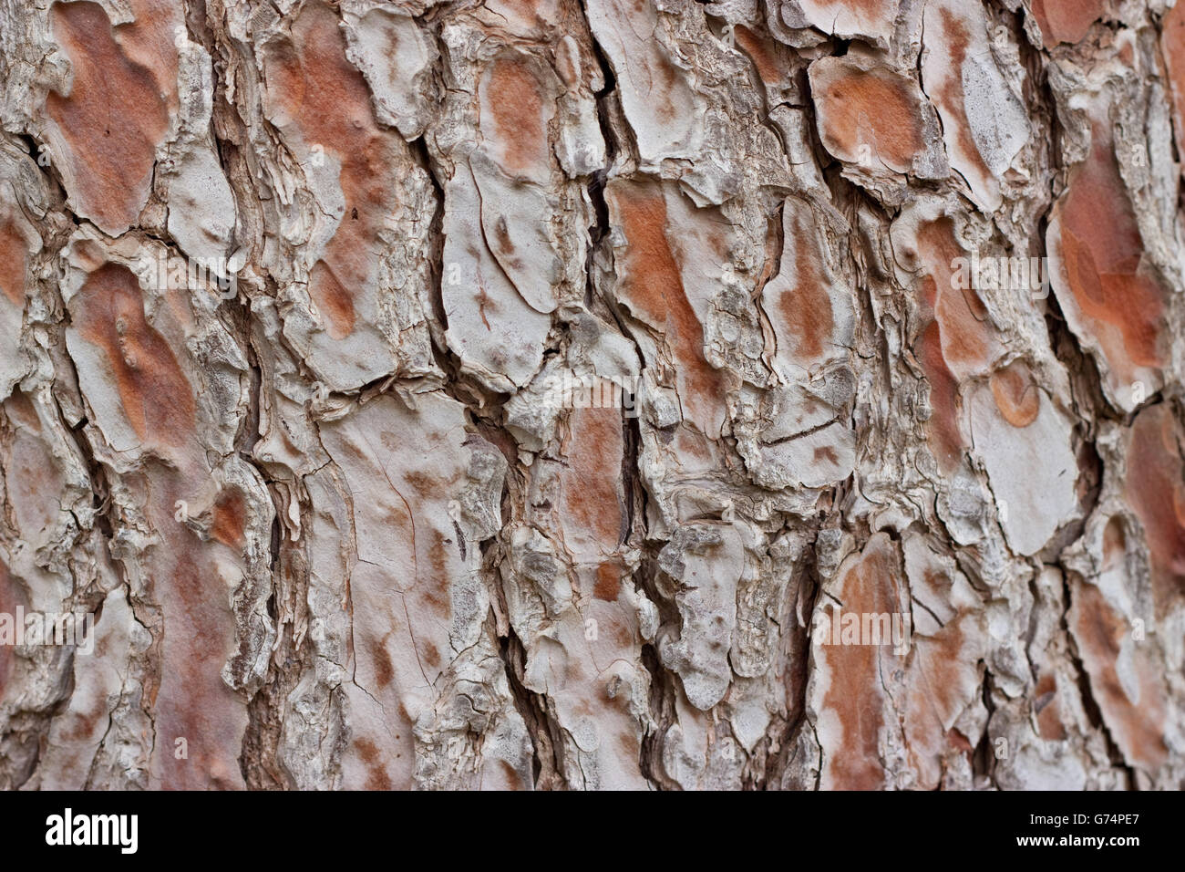 Old tree bark texture Stock Photo - Alamy